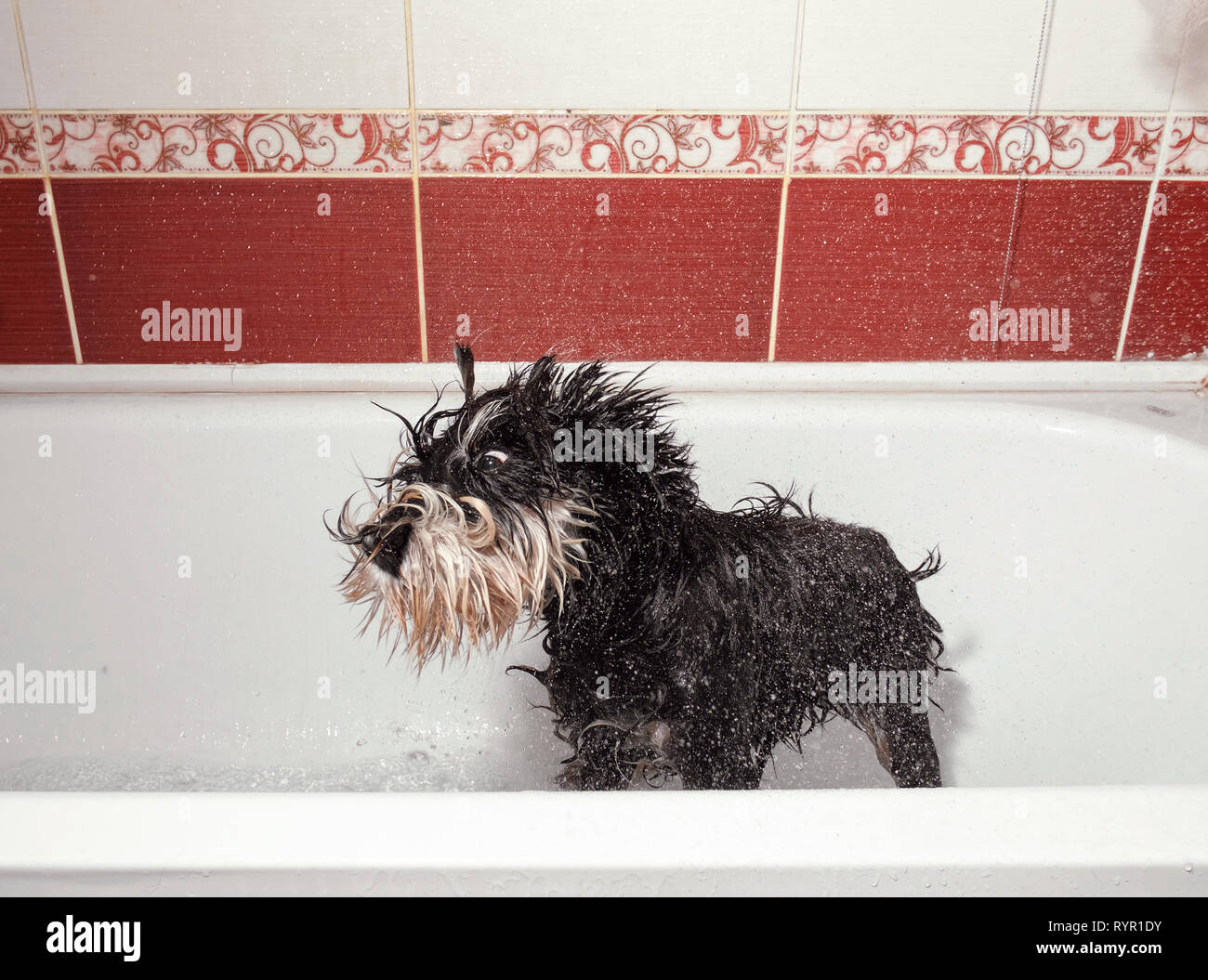 dog shakes off, schnauzer in bathroom after shower Stock Photo - Alamy
