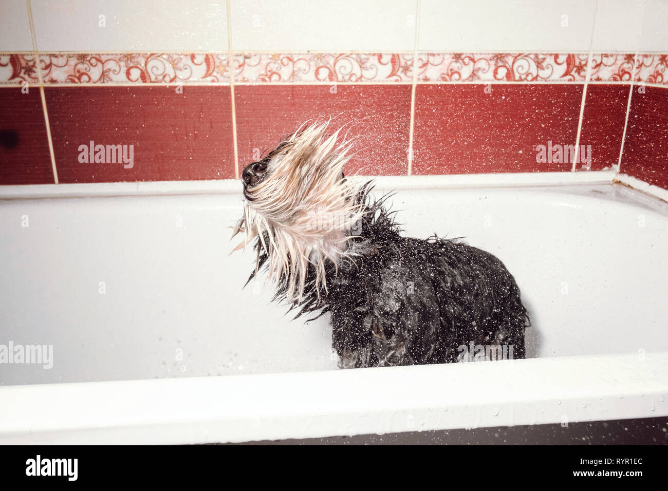 dog shakes off, schnauzer in bathroom after shower Stock Photo - Alamy