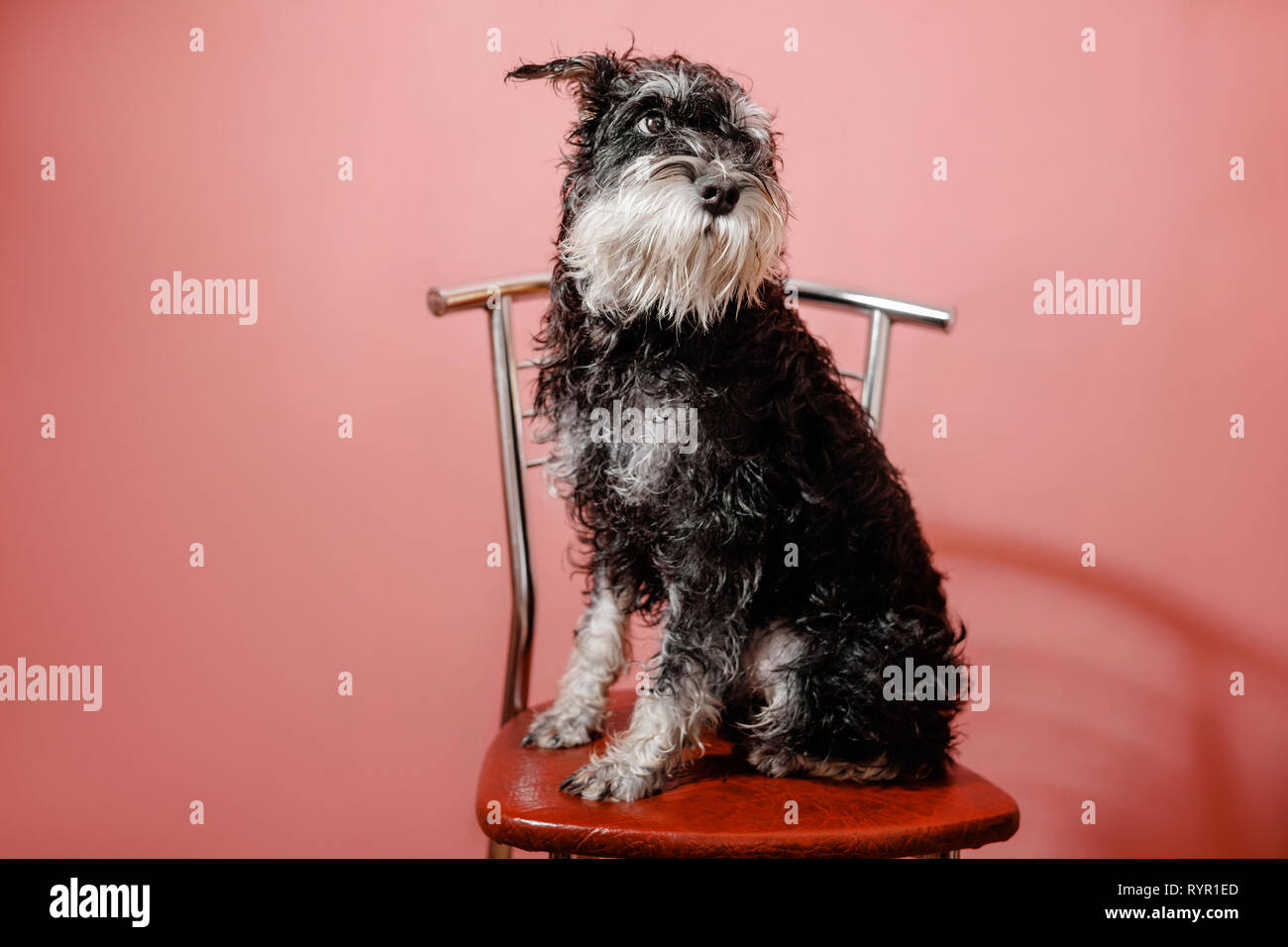 Mini Schnauzer Memes Miniature Schnauzer Funny Dog Lie Newest On