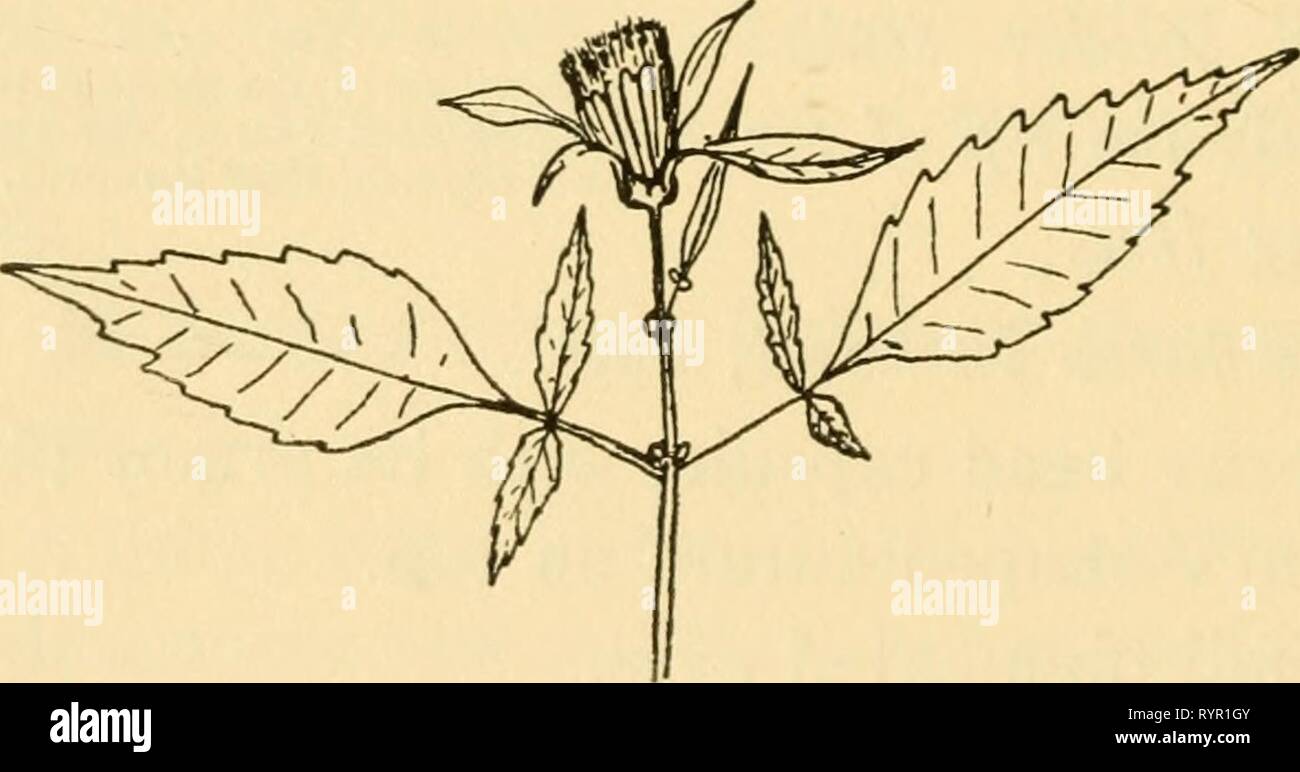 Elementary lessons on insects (1928) Elementary lessons on insects ...
