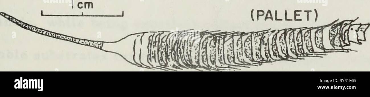Ecological aspects of two wood-boring Ecological aspects of two wood ...