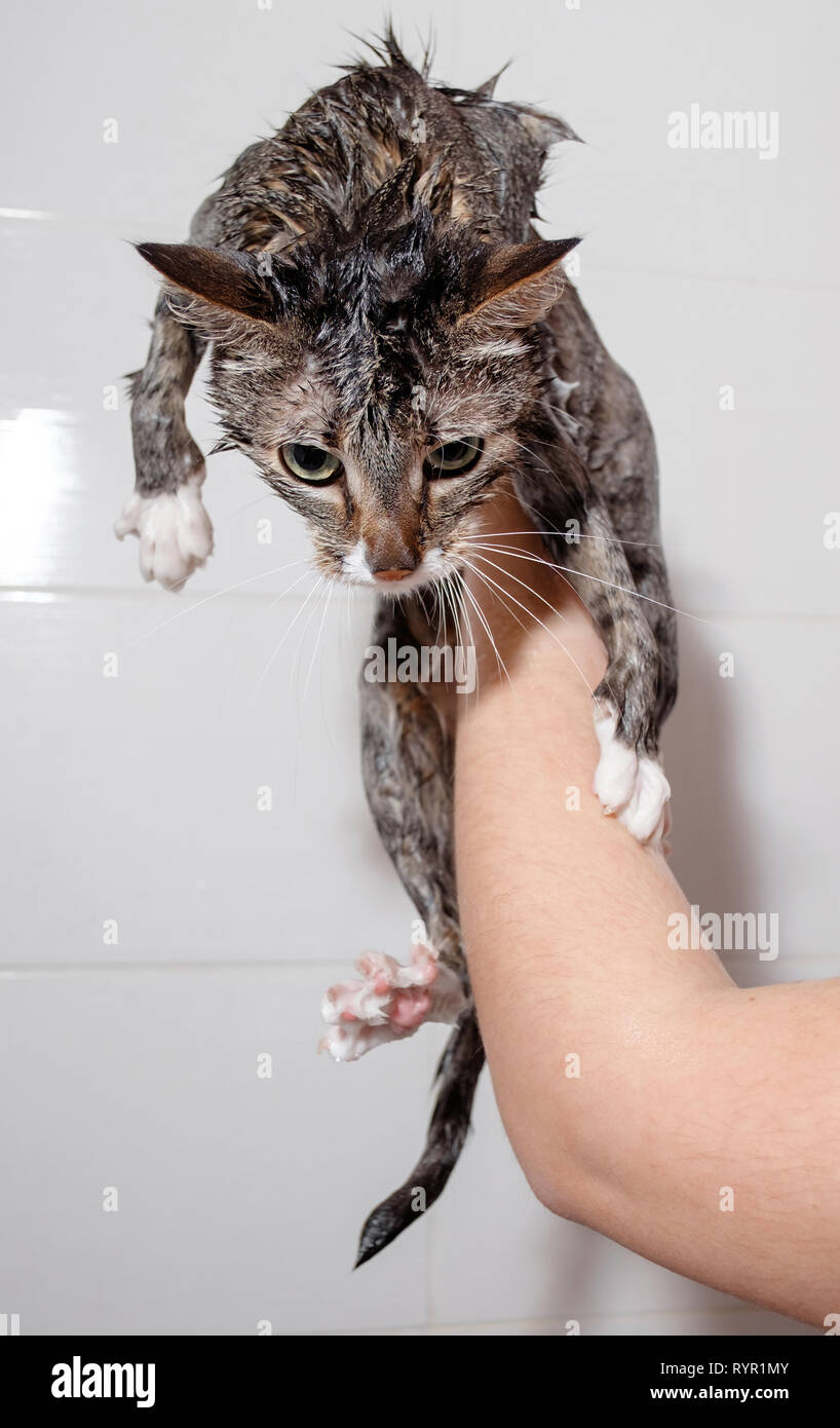 Wet Cat Stock Photos & Wet Cat Stock Images - Alamy