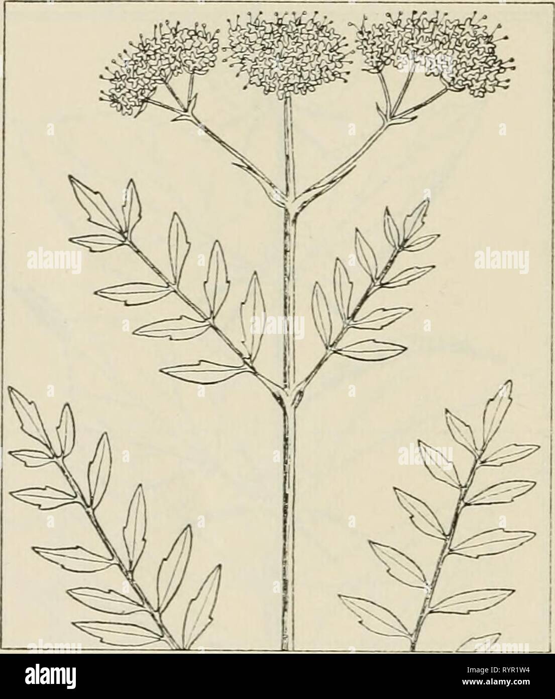 The drug plants of Illinois The drug plants of Illinois ...