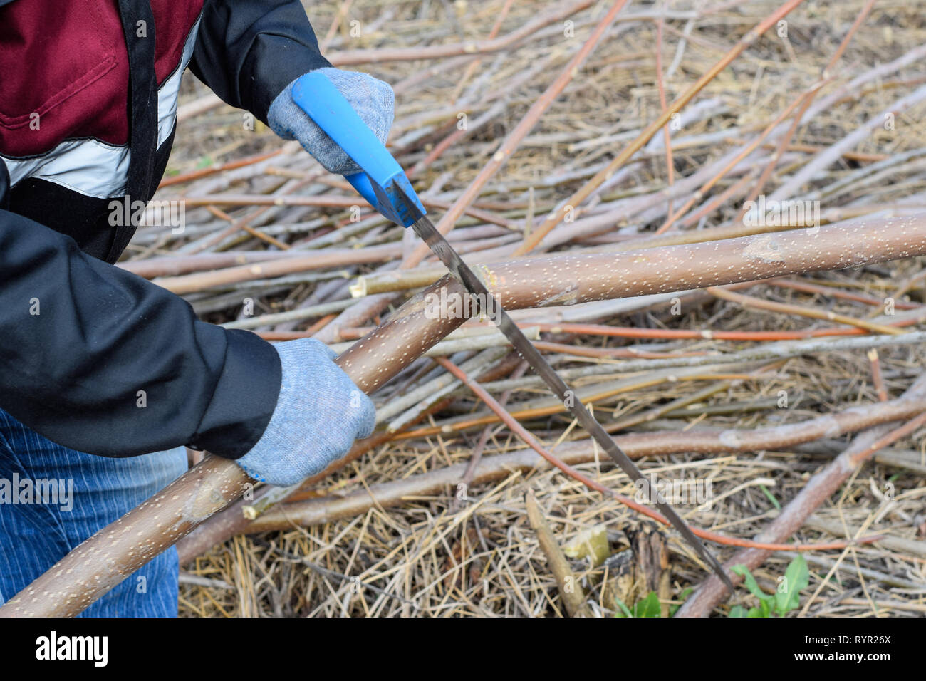 Sawing with a hand saw of a wood branch. man saws sawing a tree branch ...