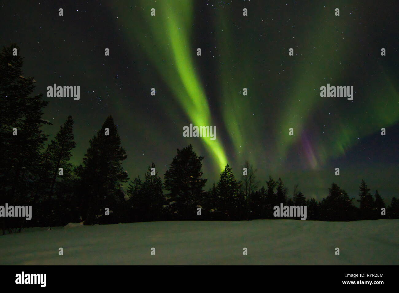 Colourful northern light (aurora borealis) in the horizon above trees ...