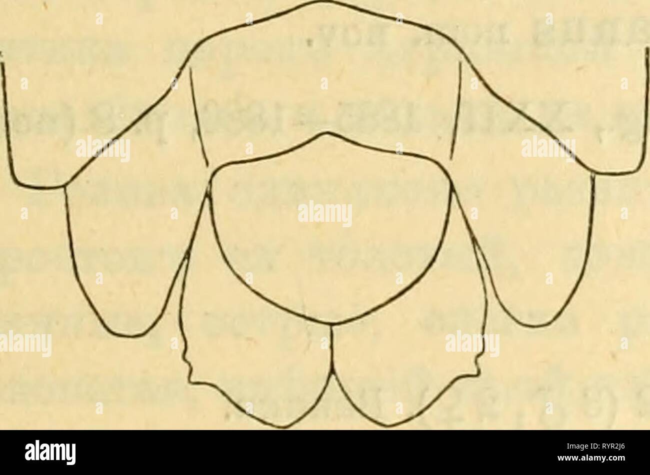 Dysodiidae i Aradidae (1913) 20496326754 o.jpg Stock Photo - Alamy