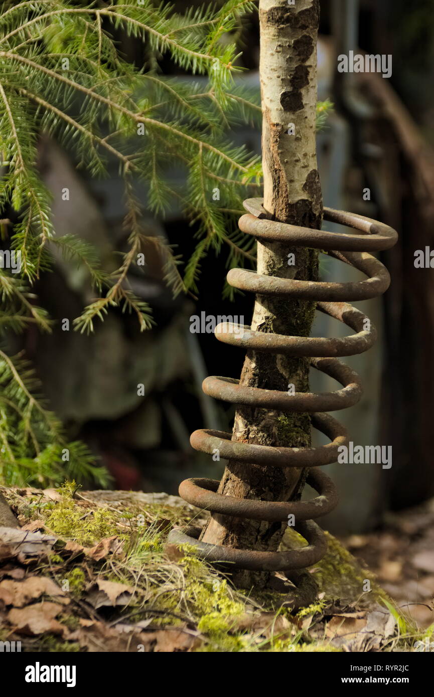 A young tree growing through a coil spring in vintage car scrapyard in ...