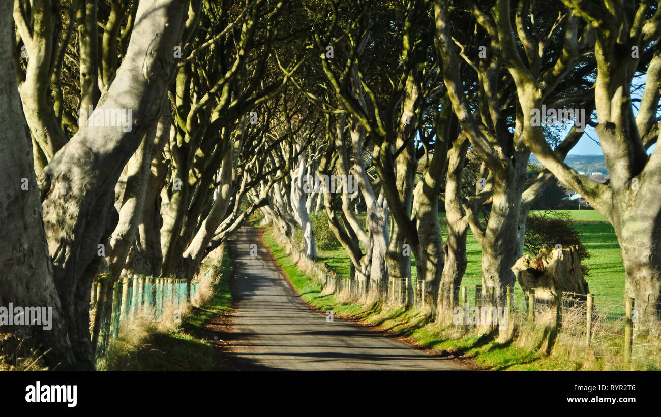Beech alley at ballymoney hi-res stock photography and images - Alamy