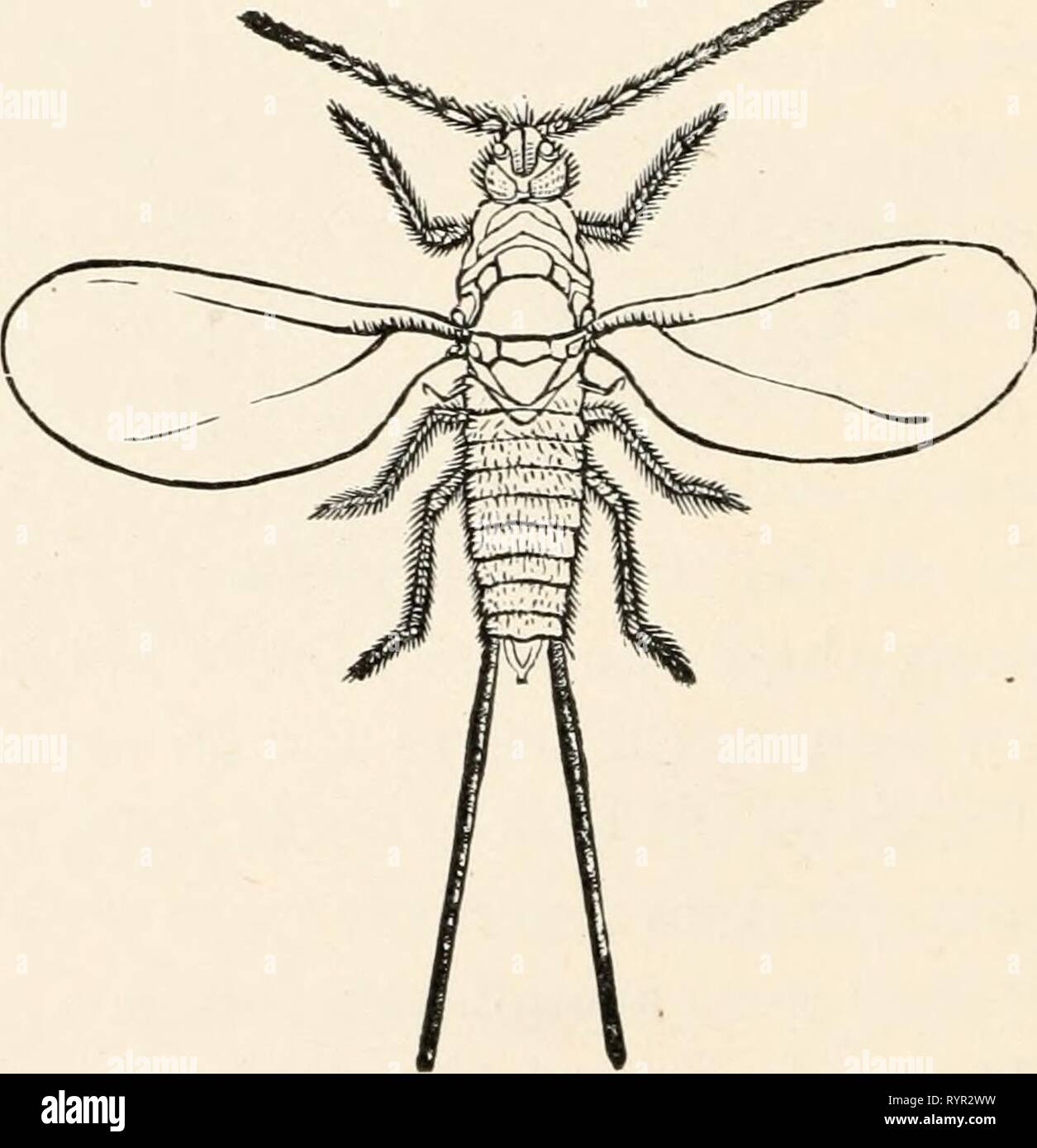 Elementary entomology ([c1912]) Elementary entomology ...