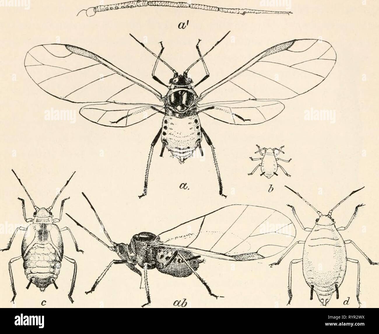 Elementary entomology ([c1912]) Elementary entomology ...