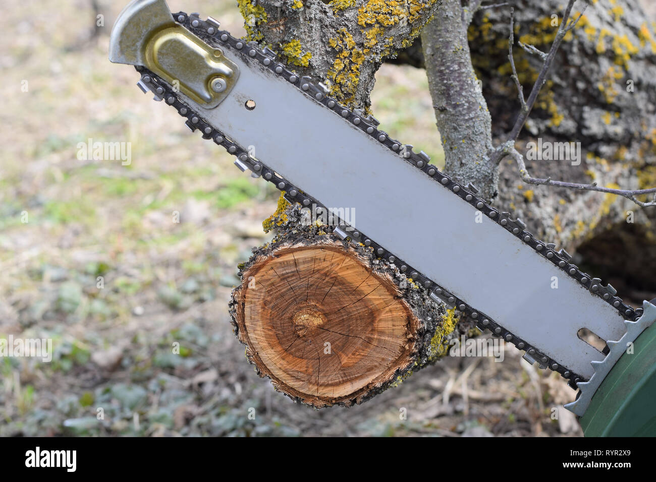 sawn electric sawing tree. The stump of saw cut branches Stock Photo ...