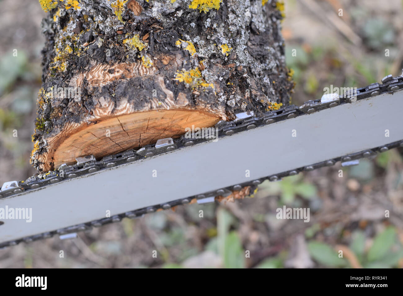 sawn electric sawing tree. The stump of saw cut branches Stock Photo ...
