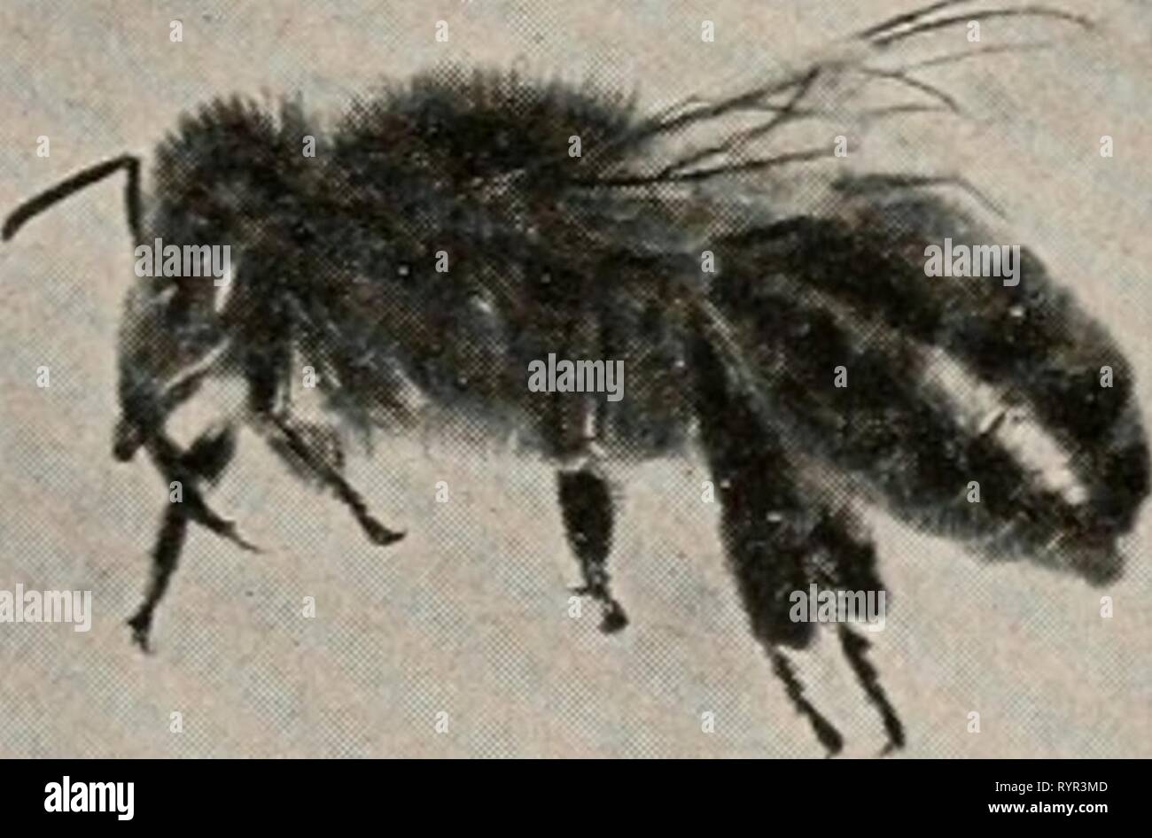 Elementary textbook of economic zoology Elementary textbook of economic ...