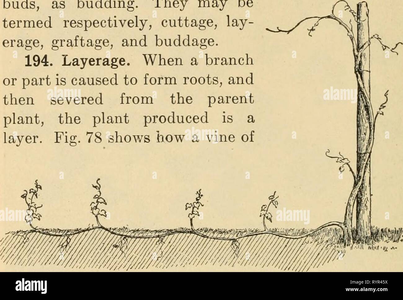 Cuttage hi-res stock photography and images - Alamy