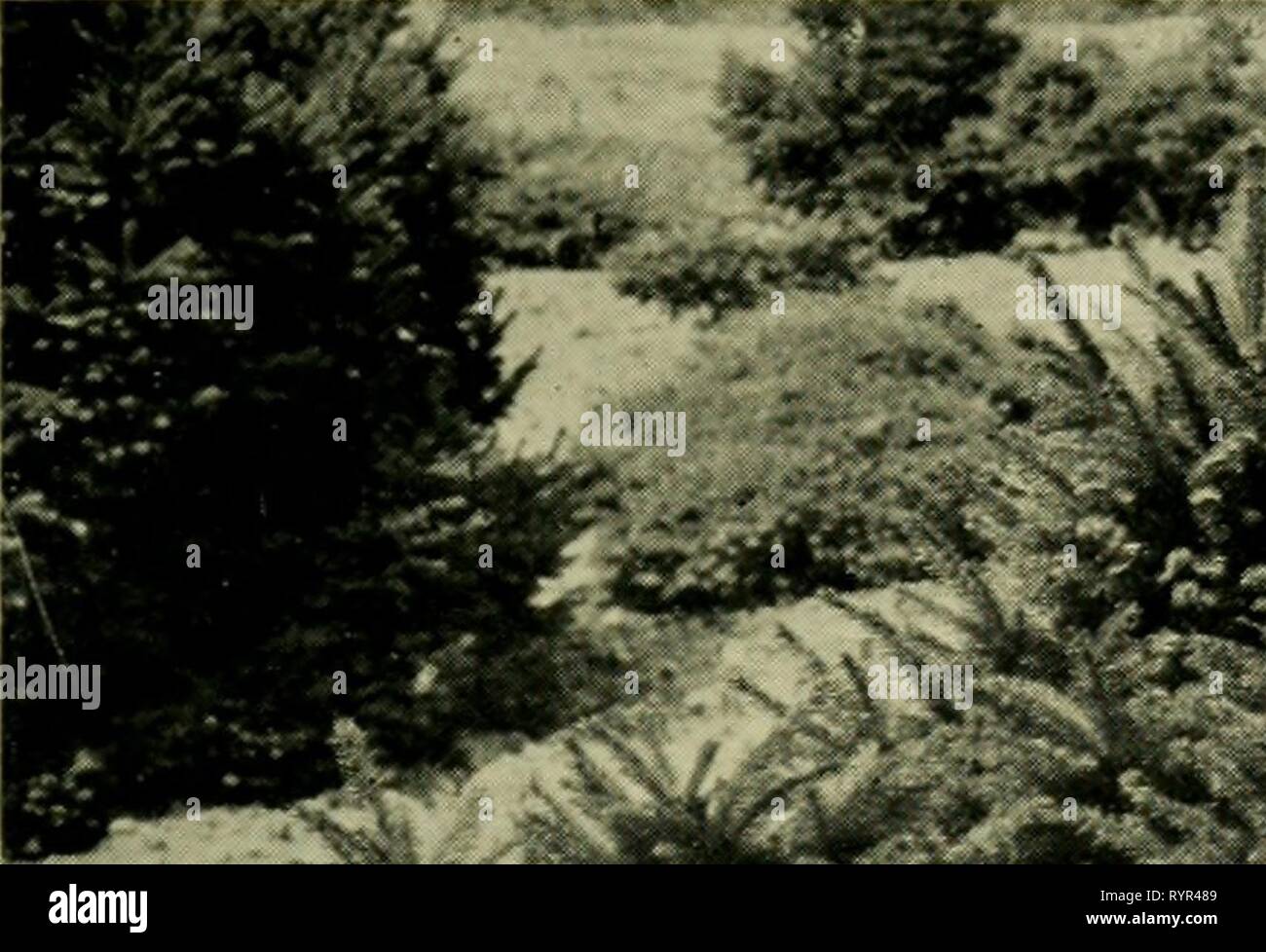 Dwarf and slow-growing conifers (1923) Dwarf and slow-growing conifers ...