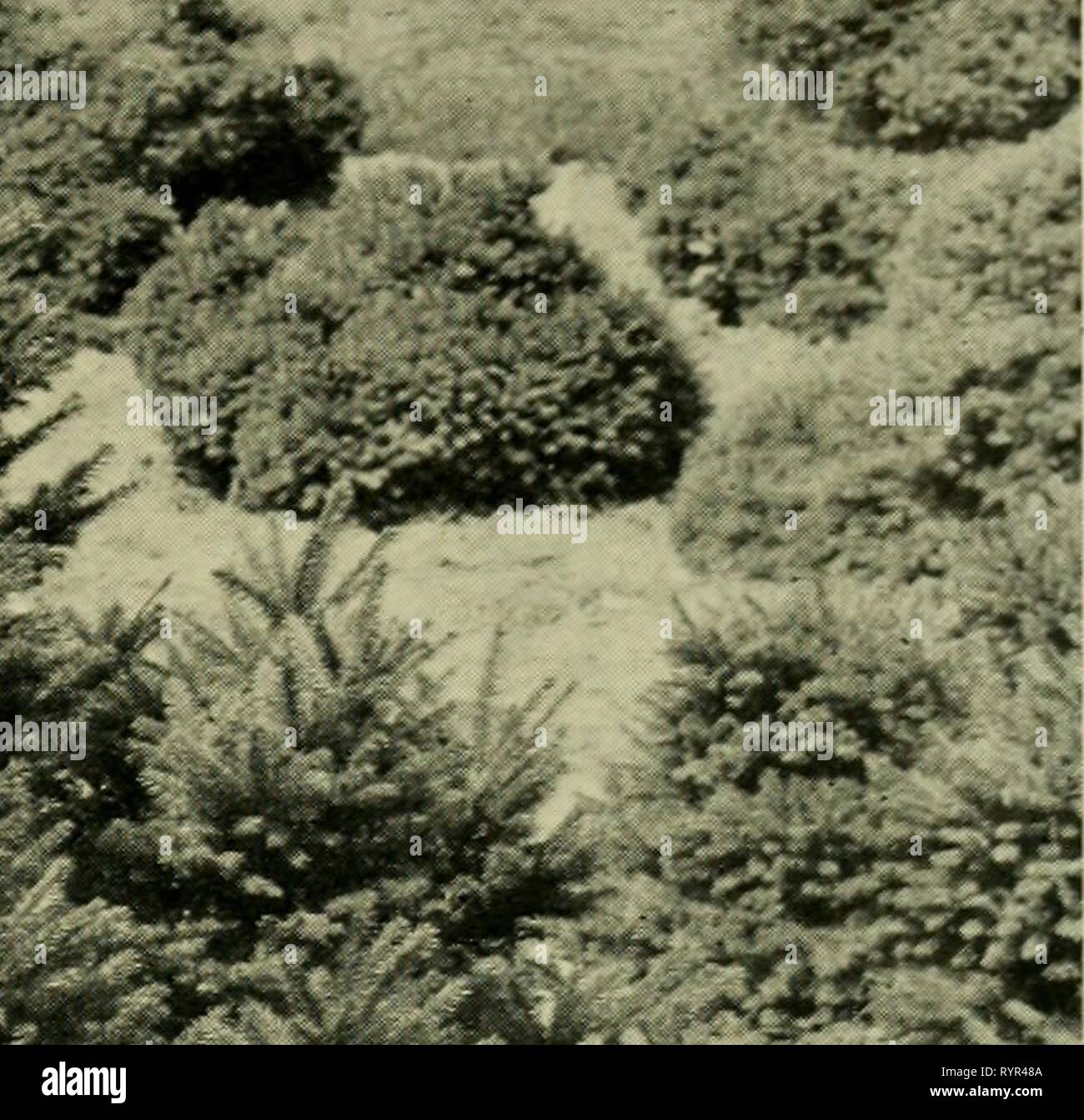 Dwarf and slow-growing conifers (1923) Dwarf and slow-growing conifers ...