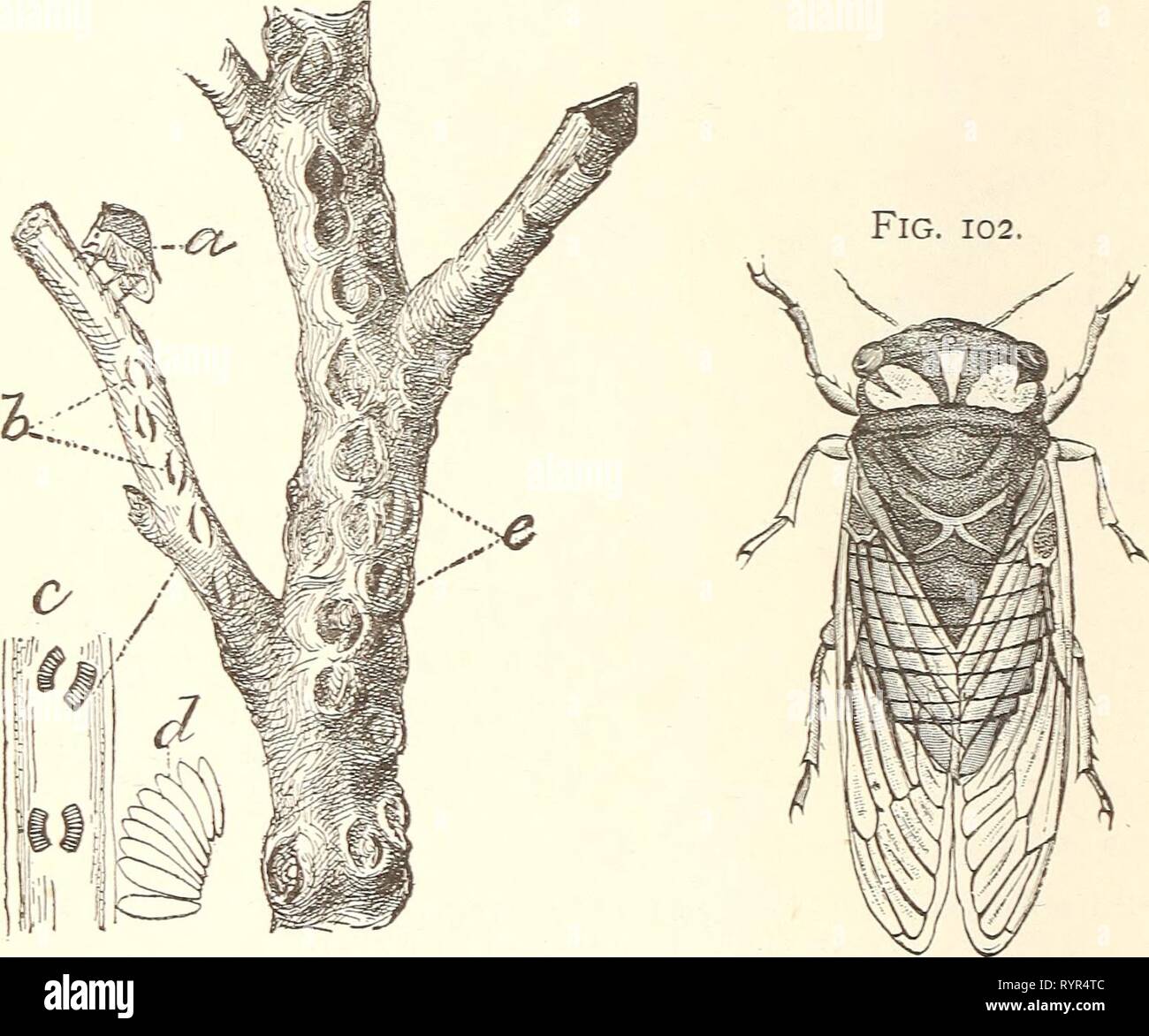 Cicadas illustration hi-res stock photography and images - Alamy