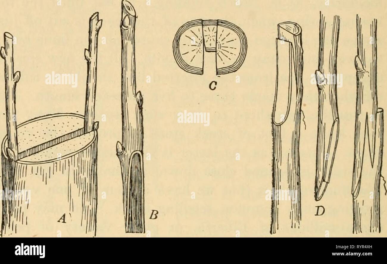 Grafting Plants Step 1 Diagram Propagating Fruit Trees By Budding