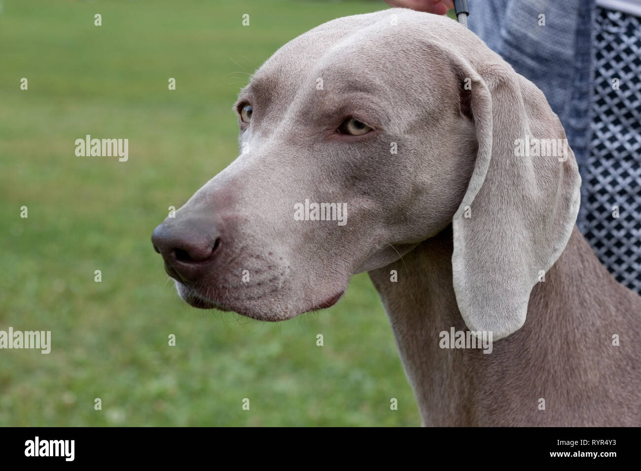 Cute gray weimaraner vorstehhund close up. Pet animals. Purebred dog ...