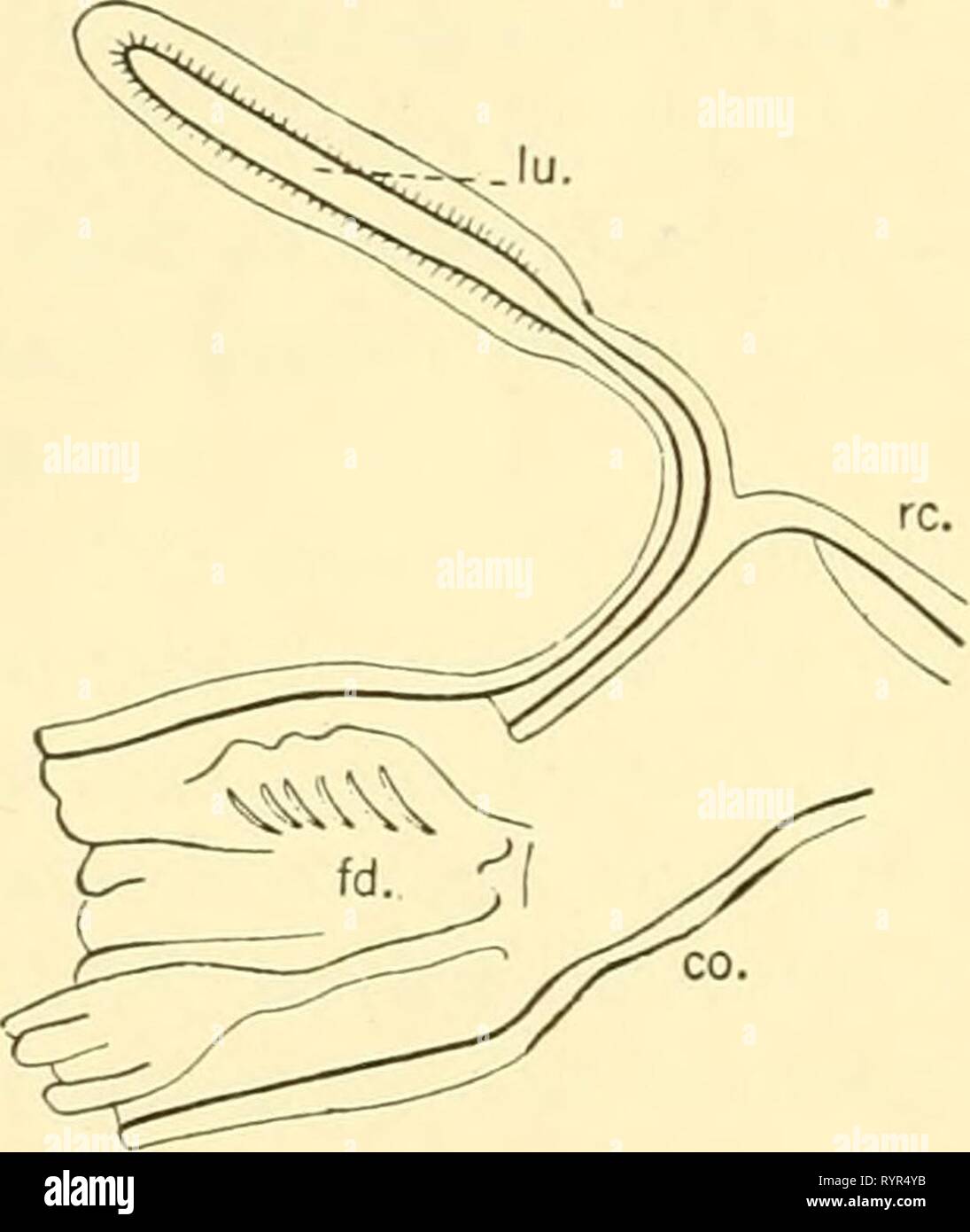 The elasmobranch fishes (1934) The elasmobranch fishes ...