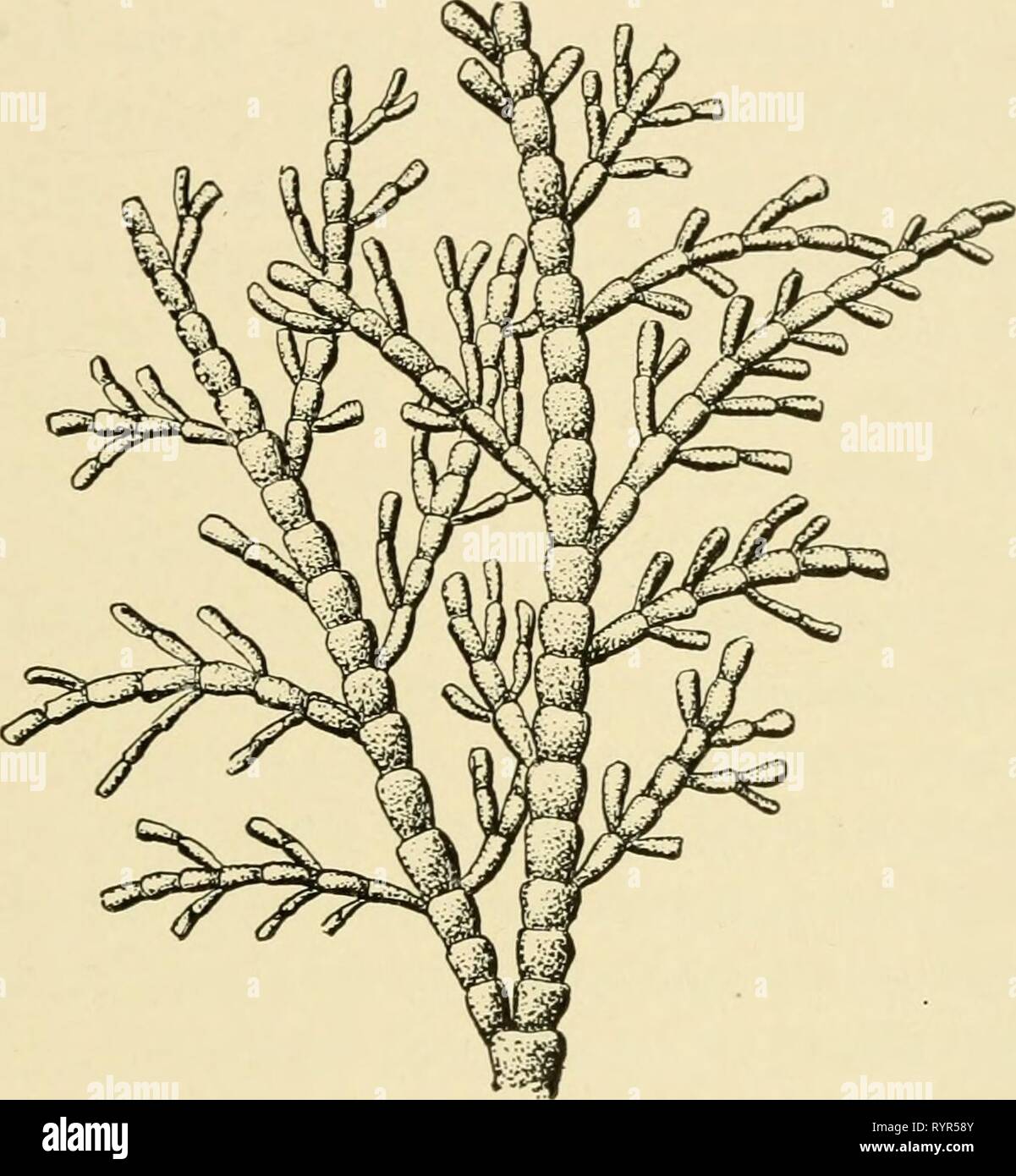 Corallina Under Microscope