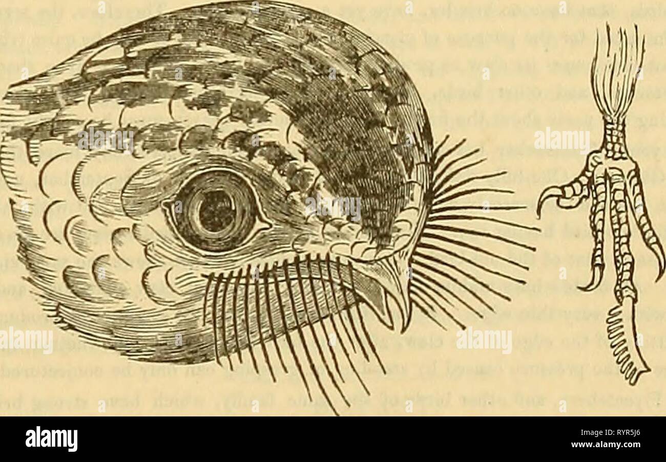 Edinburgh journal of natural history Edinburgh journal of natural ...