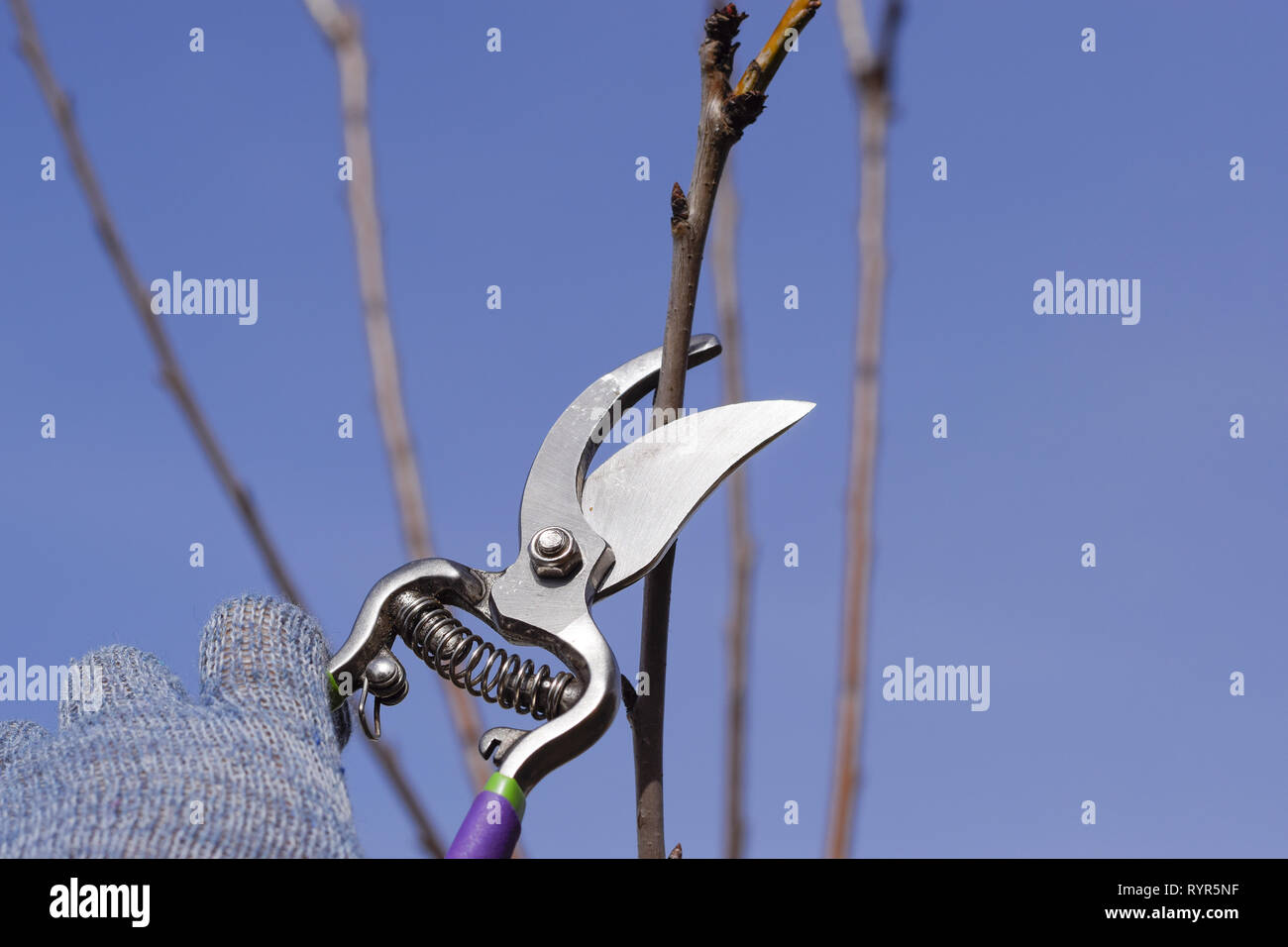 Trimming the tree with a cutter. Spring pruning of fruit trees Stock ...