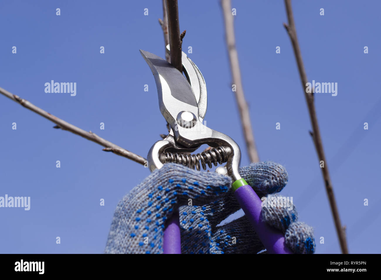 Trimming the tree with a cutter. Spring pruning of fruit trees Stock ...