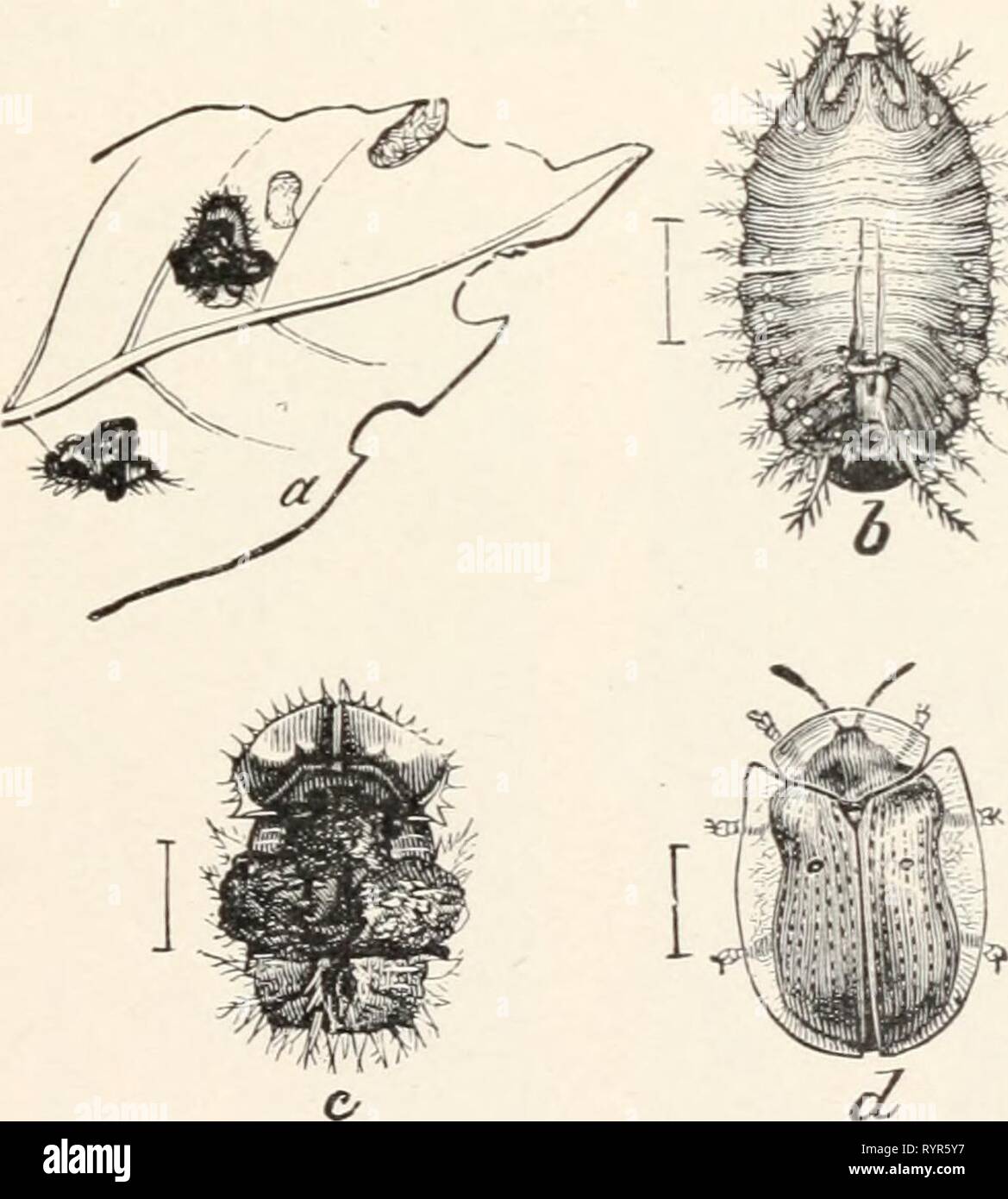 Elementary entomology ([c1912]) Elementary entomology ...
