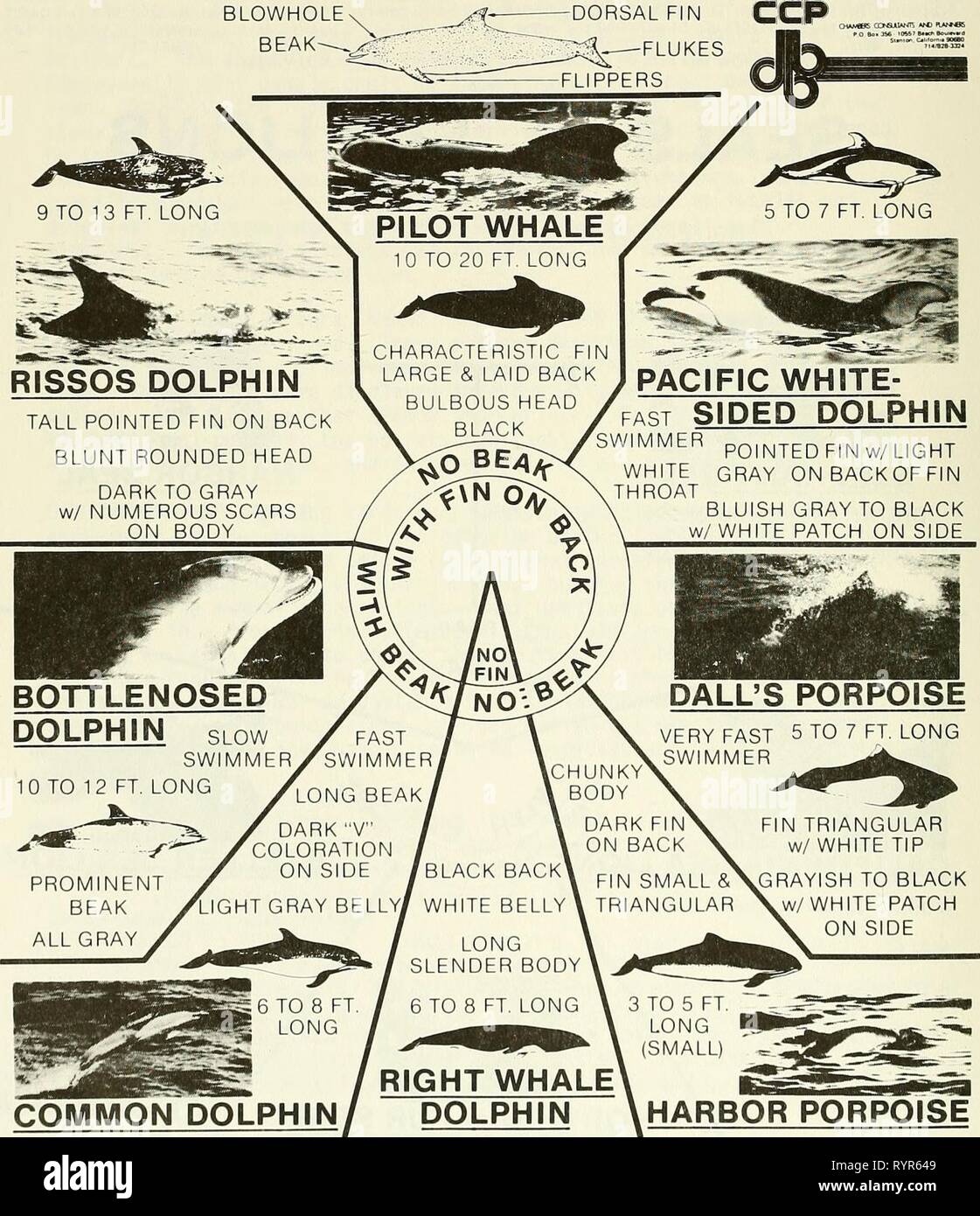 Effects of noise of offshore Effects of noise of offshore oil and gas ...