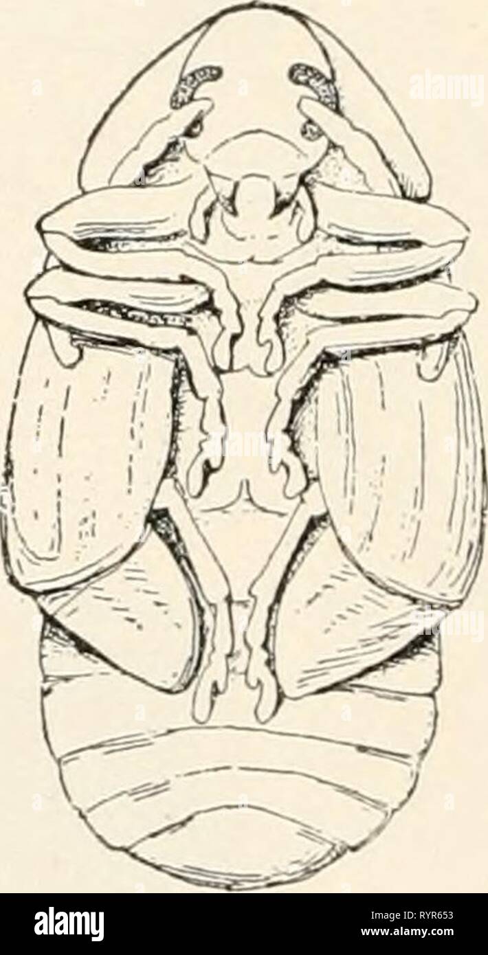 Flattened forms hi-res stock photography and images - Alamy