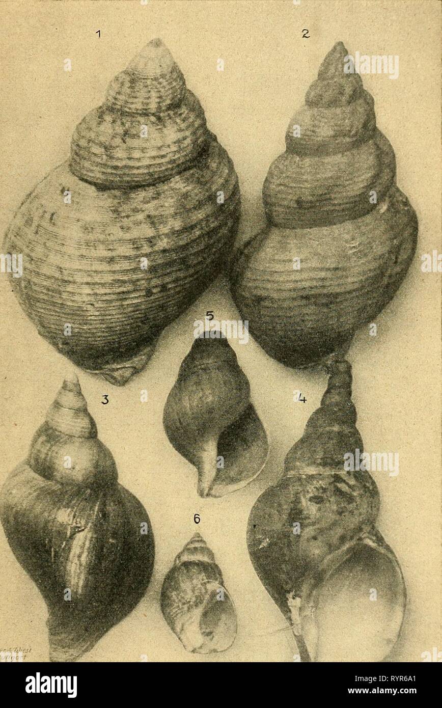 Fusiforme hi-res stock photography and images - Alamy