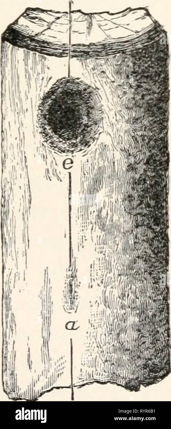 Apple tree borer hi-res stock photography and images - Alamy