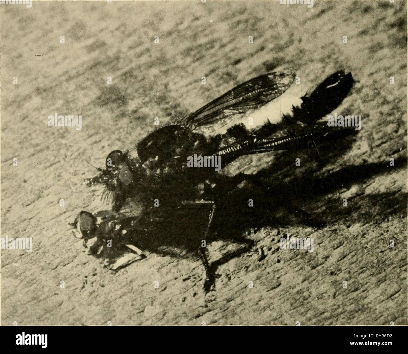 Erax hi-res stock photography and images - Alamy