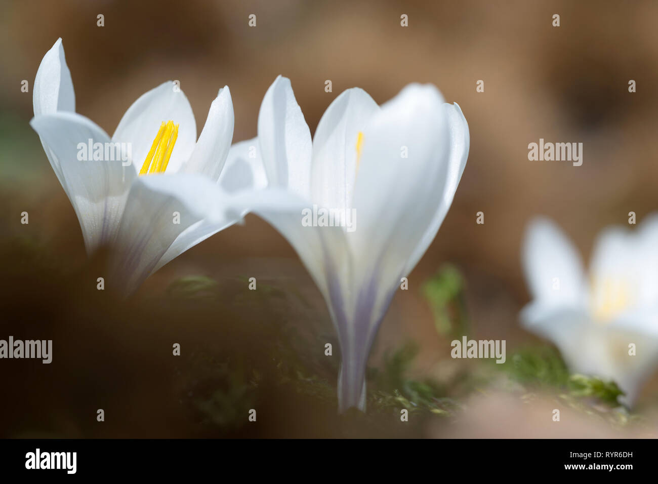 Crocus vernus stamens hi-res stock photography and images - Alamy