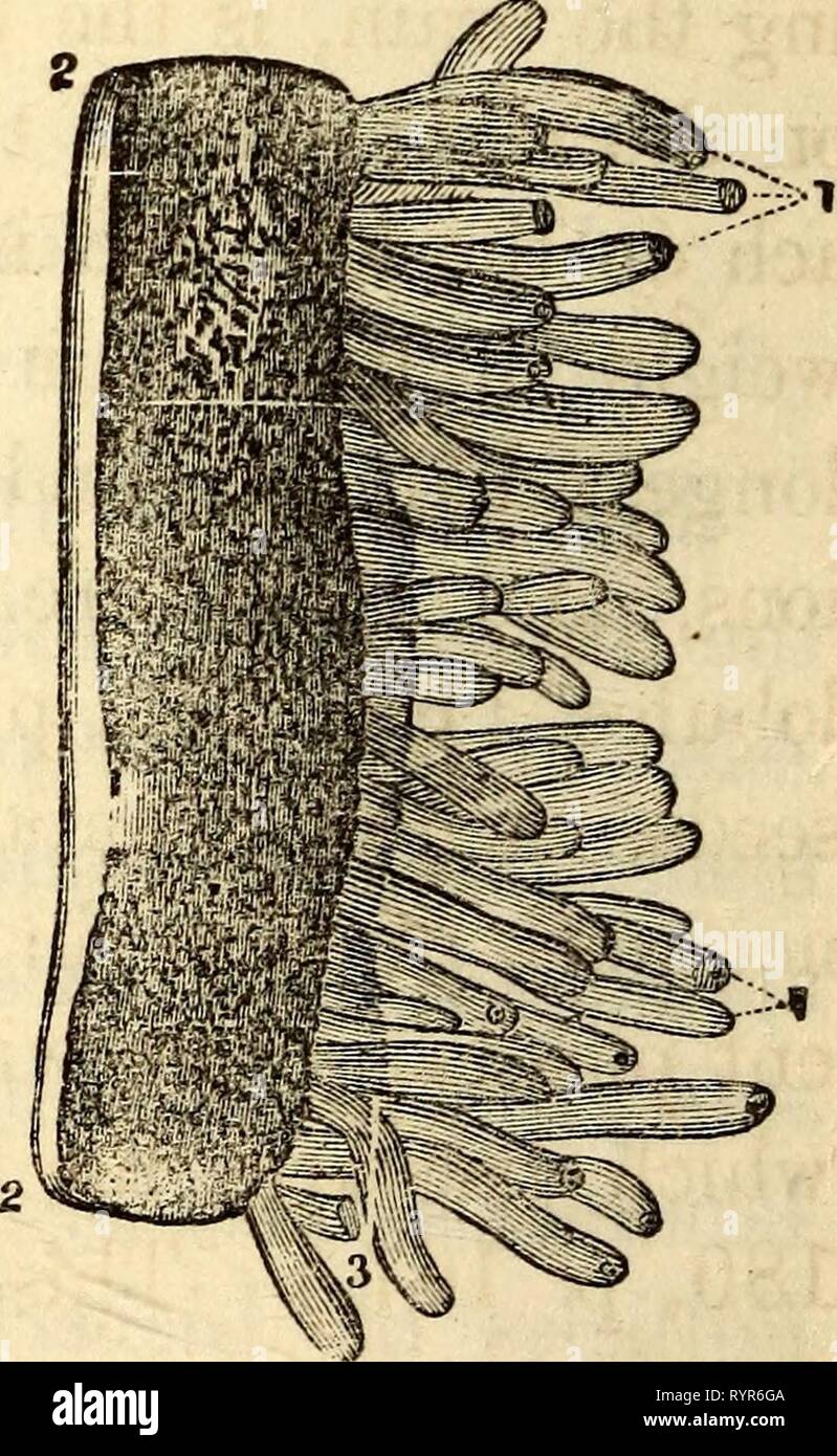 Metridium Longitudinal Section