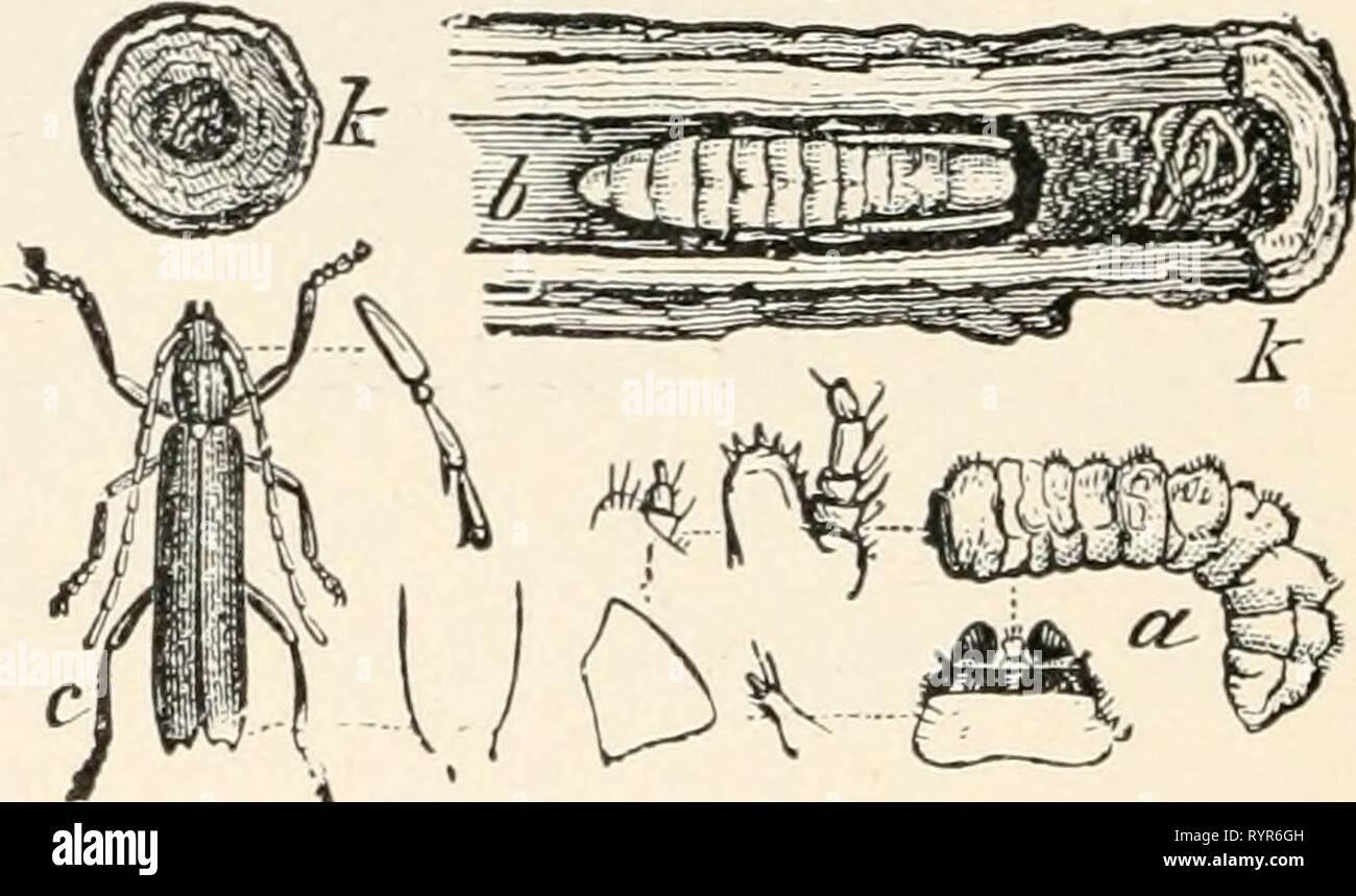 Elementary entomology ([c1912]) Elementary entomology ...