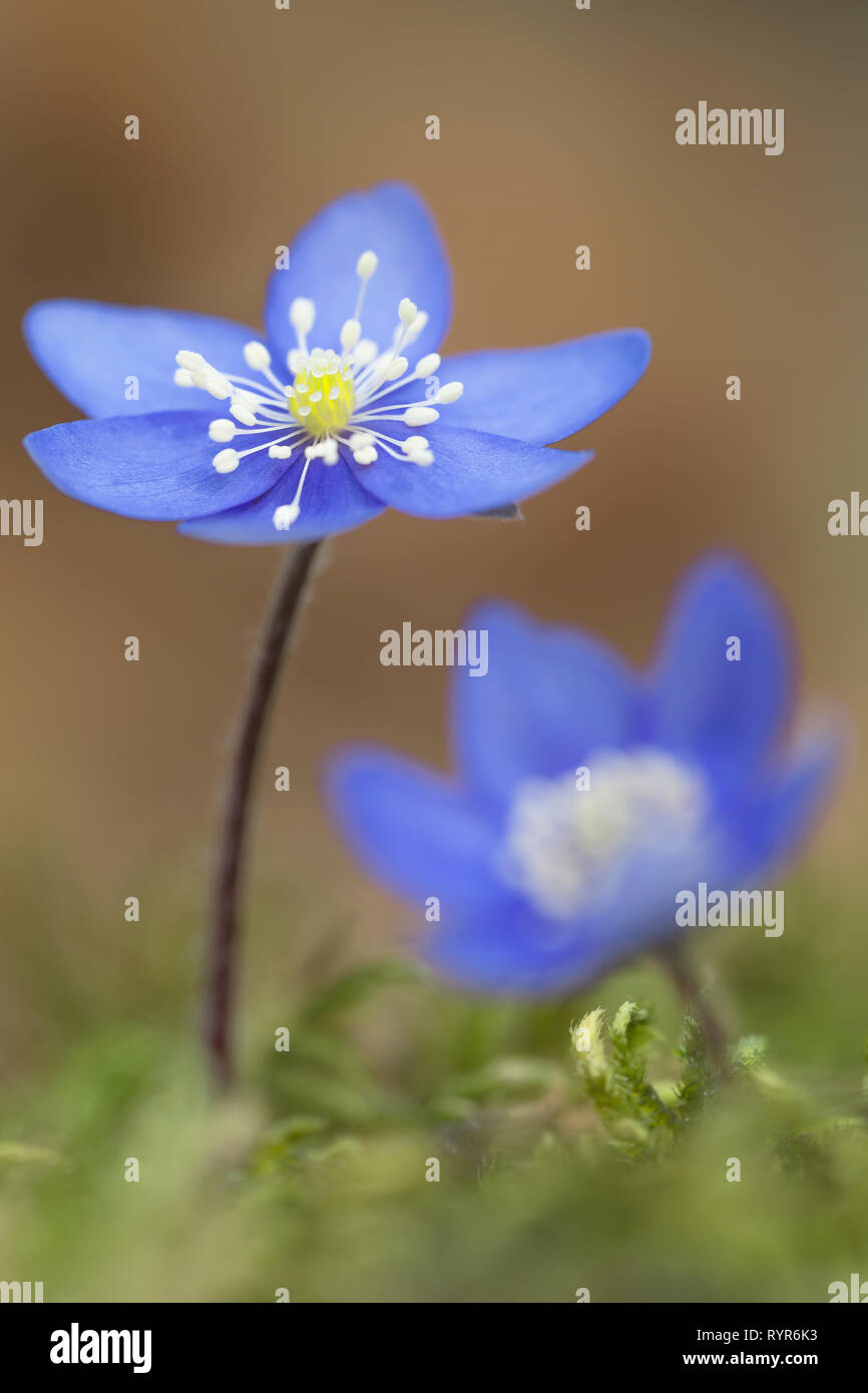 The beautiful Hepatica (Hepatica nobilis Stock Photo - Alamy