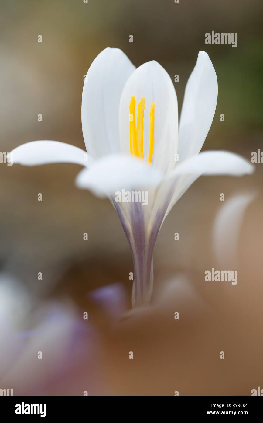 The beautiful Crocus vernus Stock Photo - Alamy