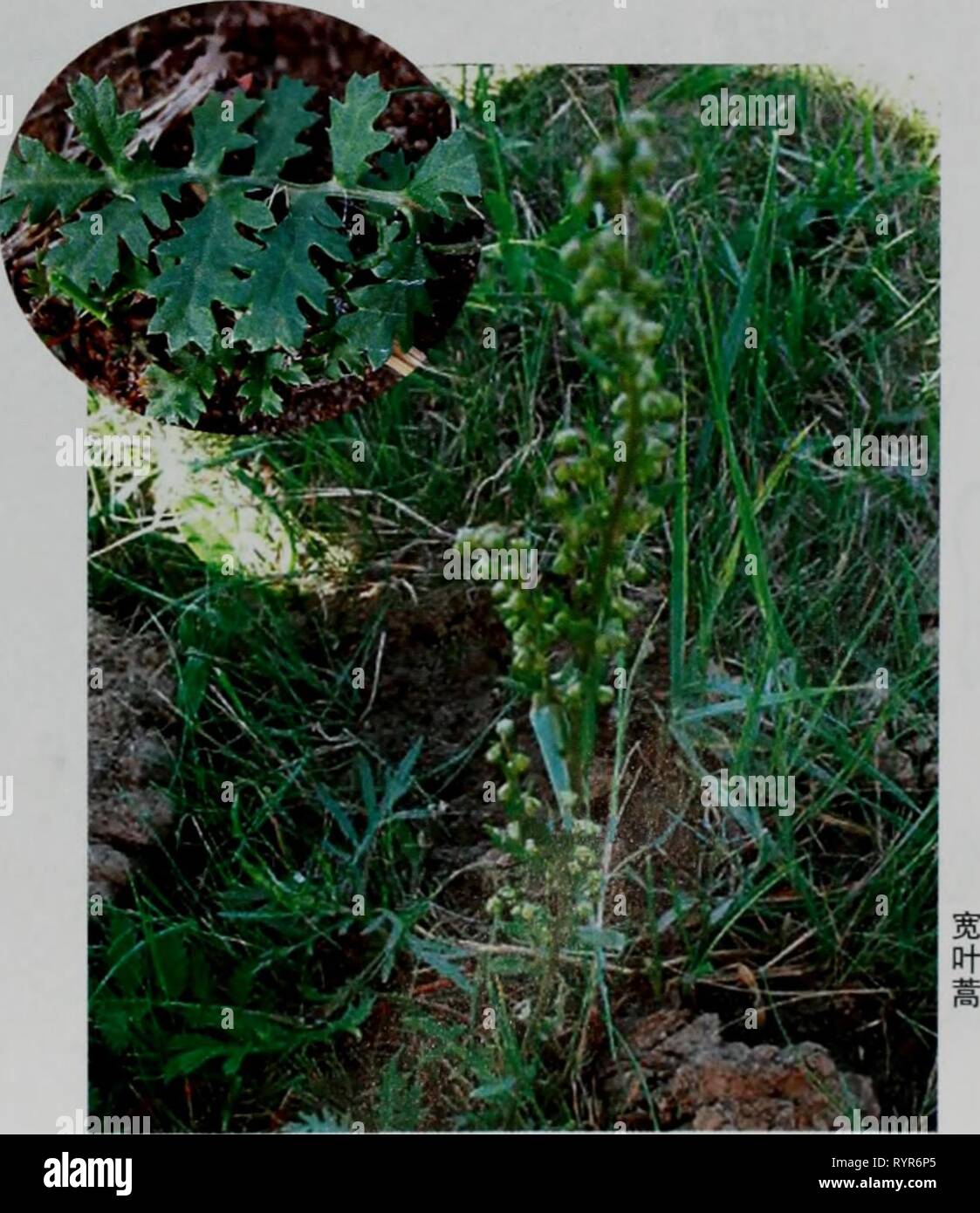 e er duo si zhi 20557407573 o.jpg Stock Photo - Alamy