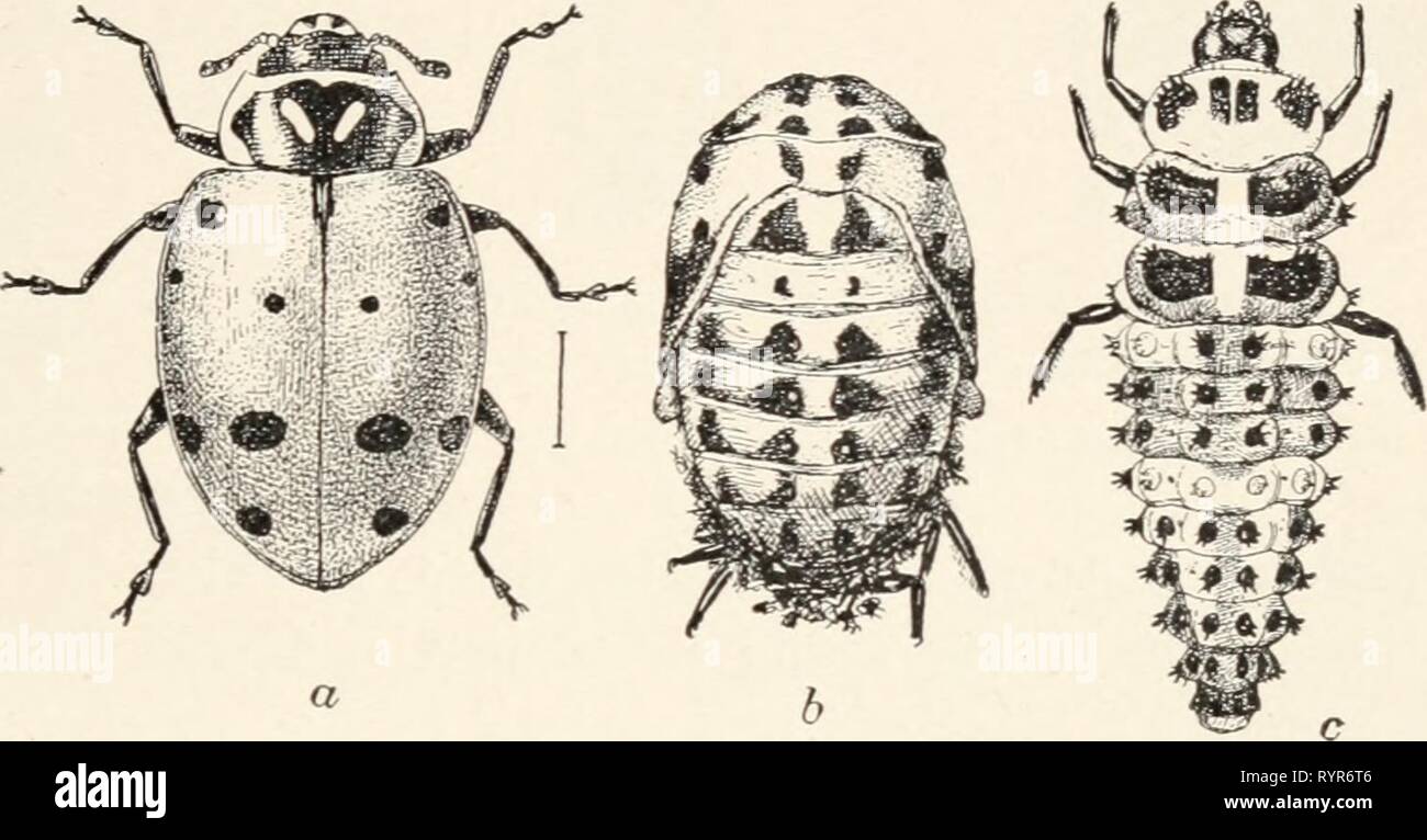 Elementary entomology ([c1912]) Elementary entomology ...