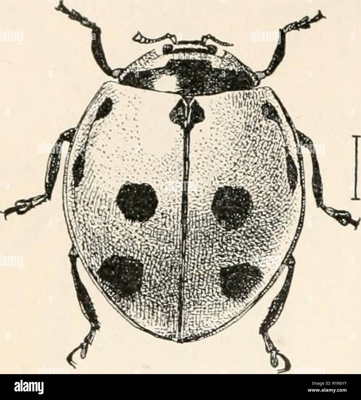 Elementary entomology ([c1912]) Elementary entomology ...