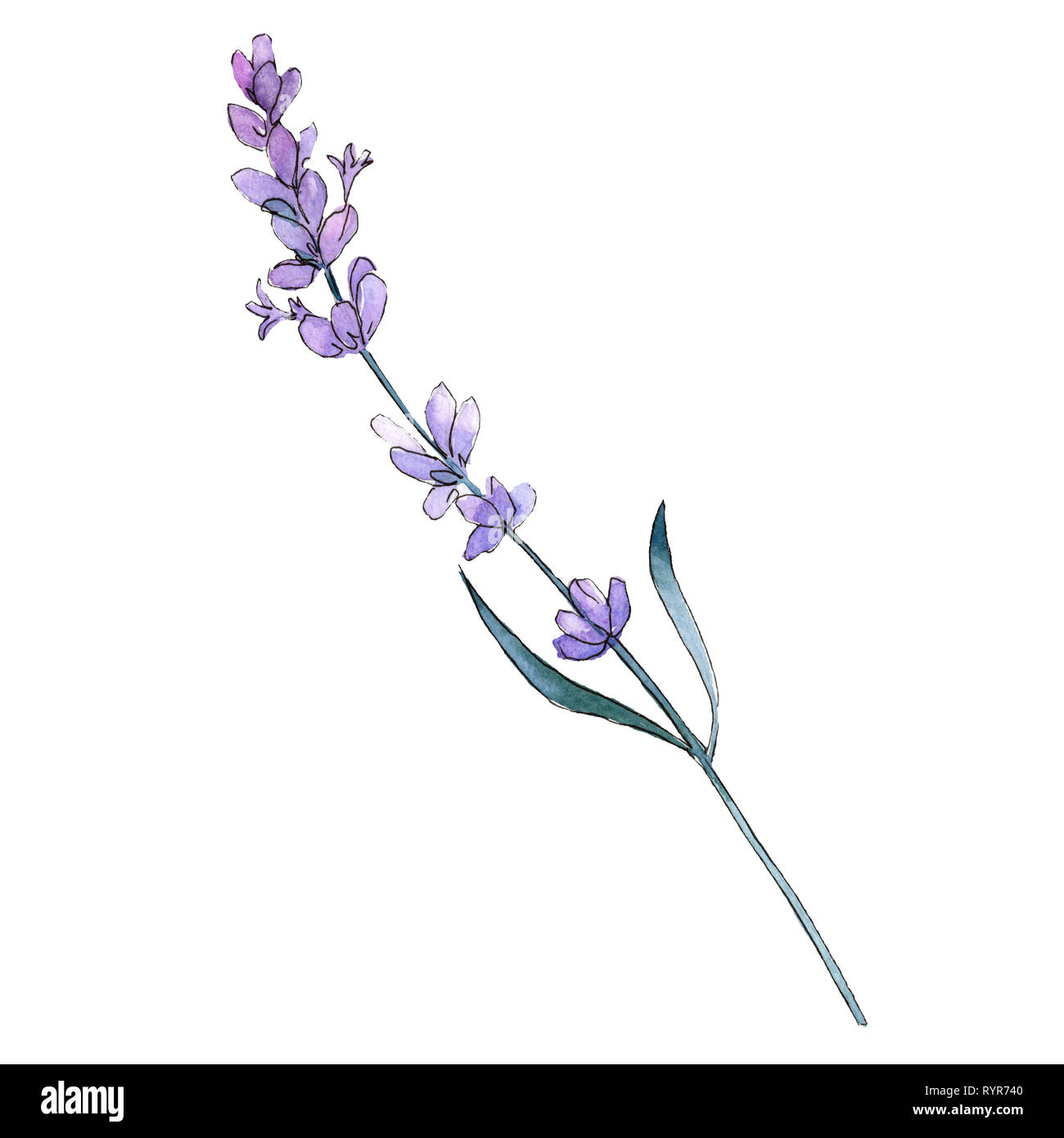 Lavender Illustration