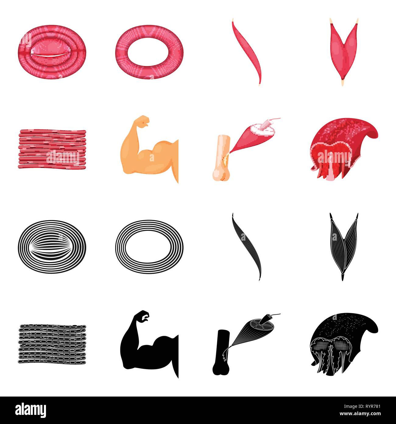 Vector illustration of fiber and muscular sign. Set of fiber and body ...