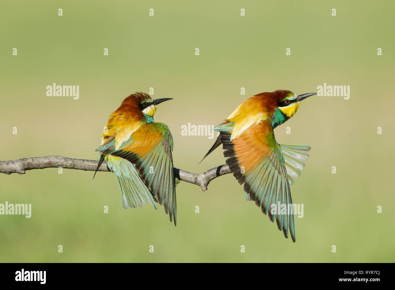 Colorful feathers name hi-res stock photography and images - Alamy