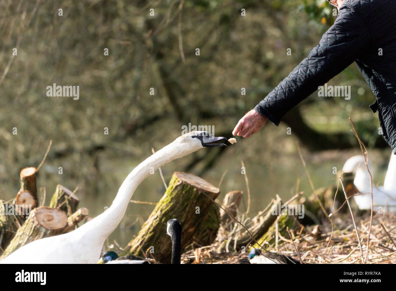 OAP man give a bread to swan Stock Photo - Alamy