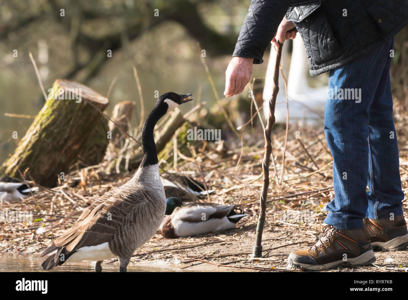 Give food for swan hi-res stock photography and images - Alamy