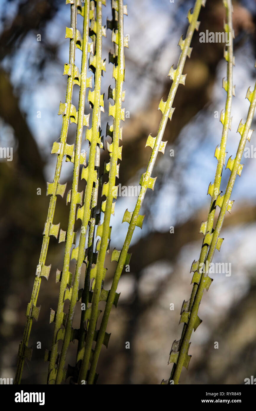 Razor wire injury hi-res stock photography and images - Alamy
