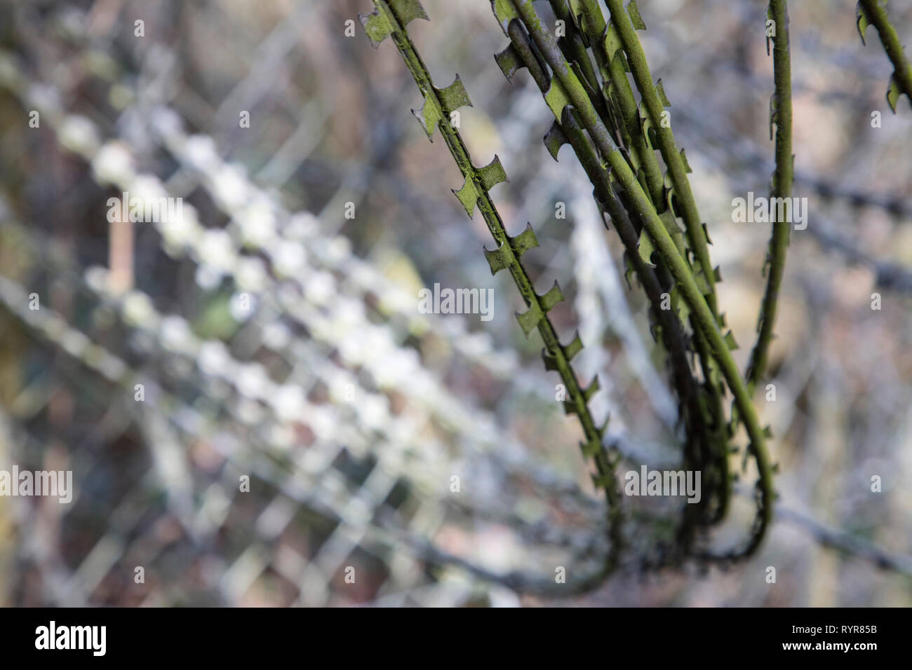 Razor wire injury hi-res stock photography and images - Alamy