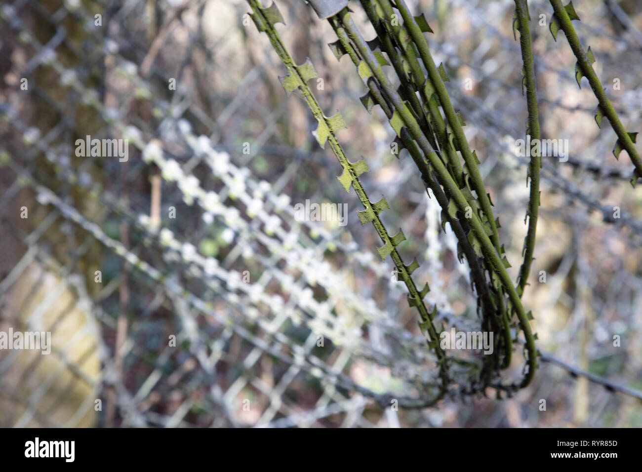 Razor wire injury hi-res stock photography and images - Alamy